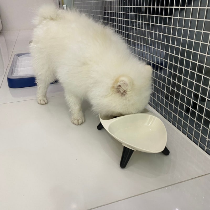 가평 딩동댕 애견 풀빌라펜션 개인놀이터와 수영장이 있는 딩동댕펜션 네이버 블로그