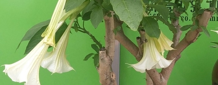 환각을 일으키는 꽃 천사의나팔꽃 엔젤트럼펫 네이버 블로그
