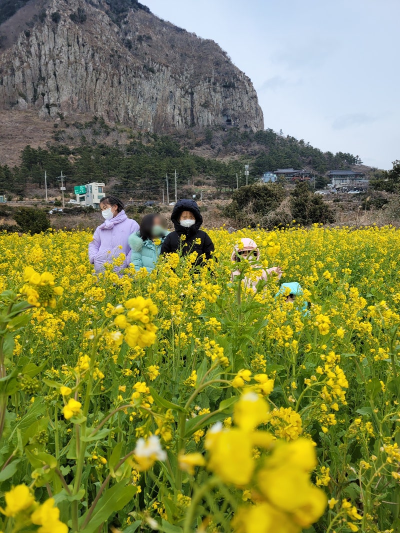 제주 산방산 유채꽃 위치 제주도 2월 유채꽃 명소 네이버 블로그
