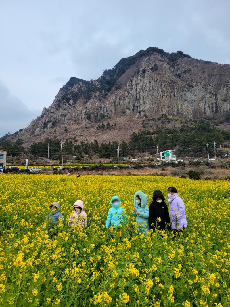 제주 산방산 유채꽃 위치 제주도 2월 유채꽃 명소 네이버 블로그