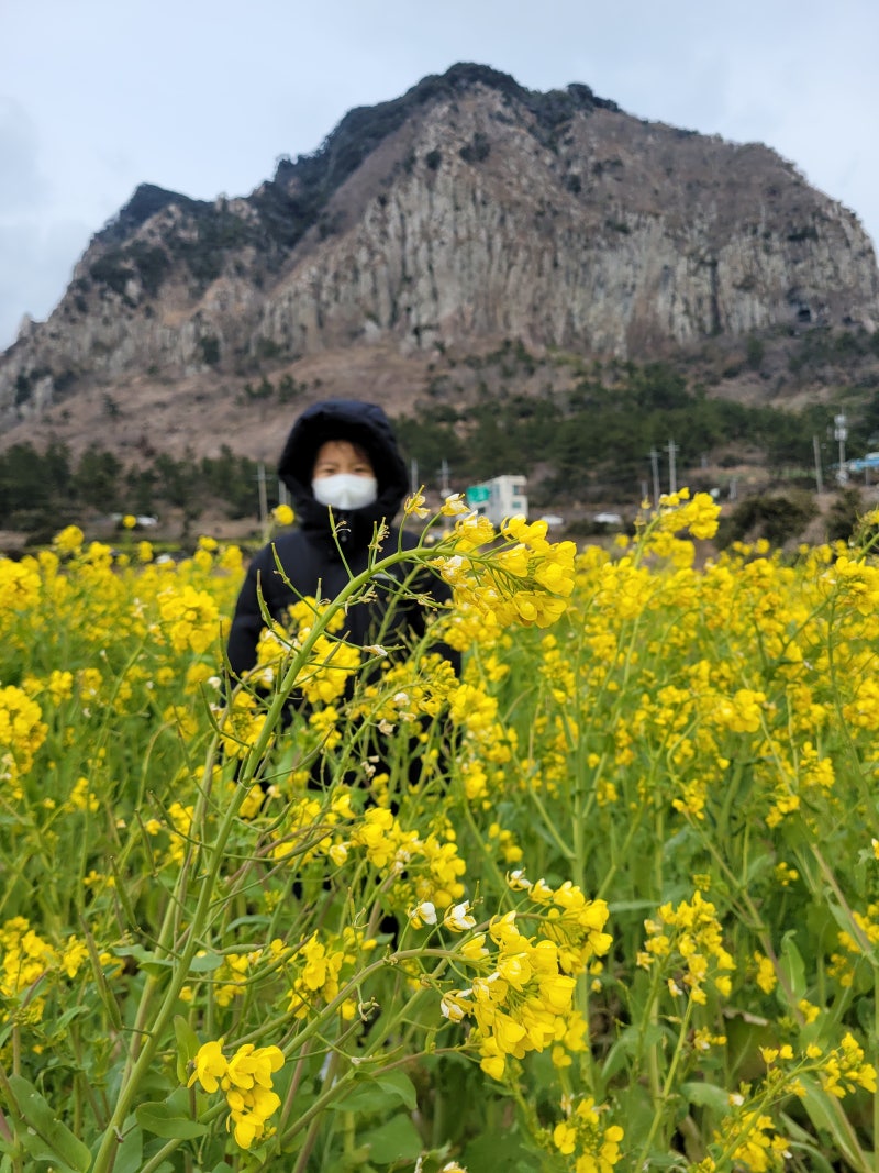 제주 산방산 유채꽃 위치 제주도 2월 유채꽃 명소 네이버 블로그