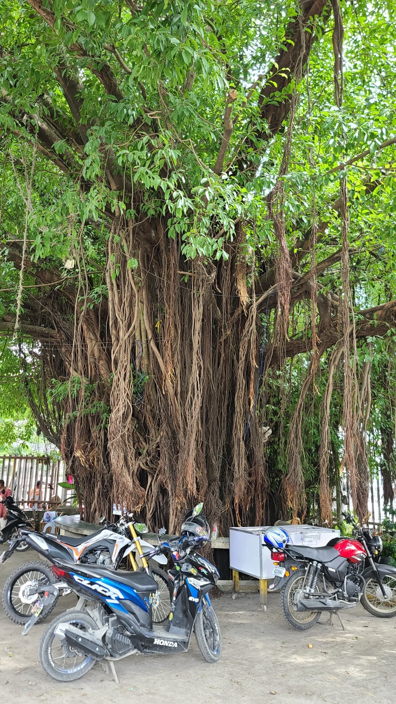 노랑풍선 세부 여행 마지막 날, 강매의 향연 (세부퍼시픽 5j128편) : 네이버 블로그