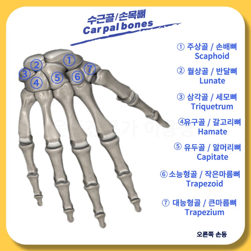 기능해부학기초골학 트레이너가 알려주는 손목wrist명칭 수근골손목뼈중수골손허리뼈수지골손가락뼈 한번에