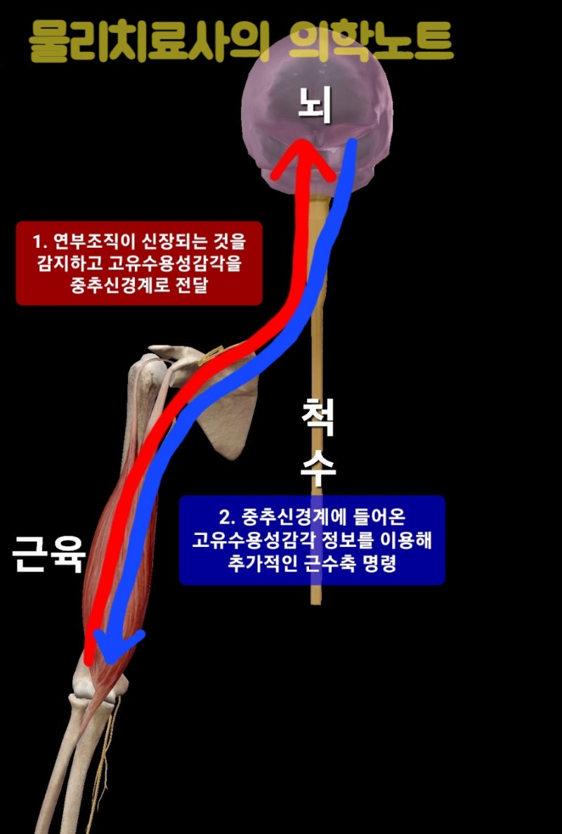 회전근개돌림근띠 Rotator Cuff의 고유수용성감각과 어깨안정성 관계 네이버 블로그