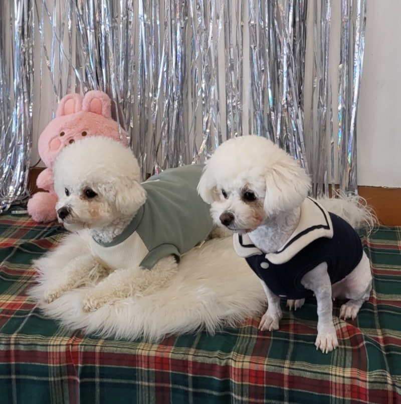 서울근교 포천 야외운동장이 있는 애견카페 오디가개 호텔돌봄 가능주차o 네이버 블로그