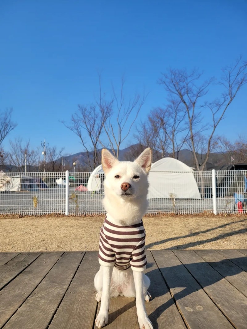 경남 밀양 한겨울에 간 애견동반 글램핑 가온빌리지 네이버 블로그