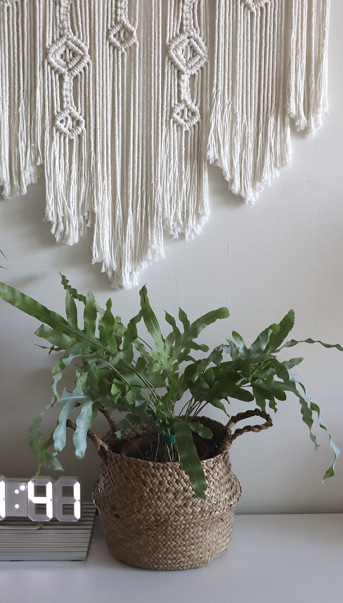 은빛블루 블루스타고사리,펀 키우기.거실식물 : 네이버 블로그