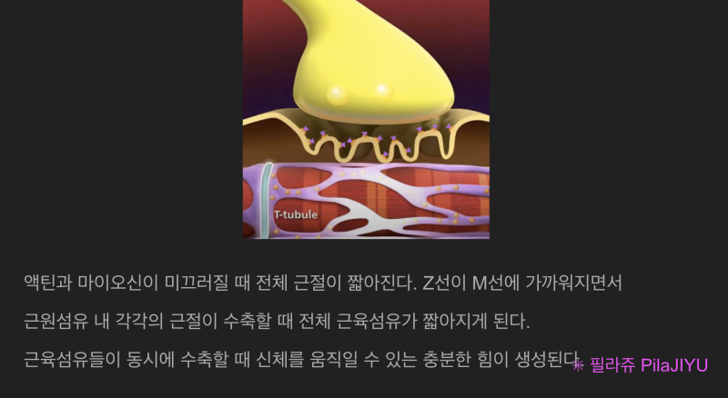 Nsca근세사 활주설 근육수축기전 이해하기해외 유튜브 해석 네이버 블로그