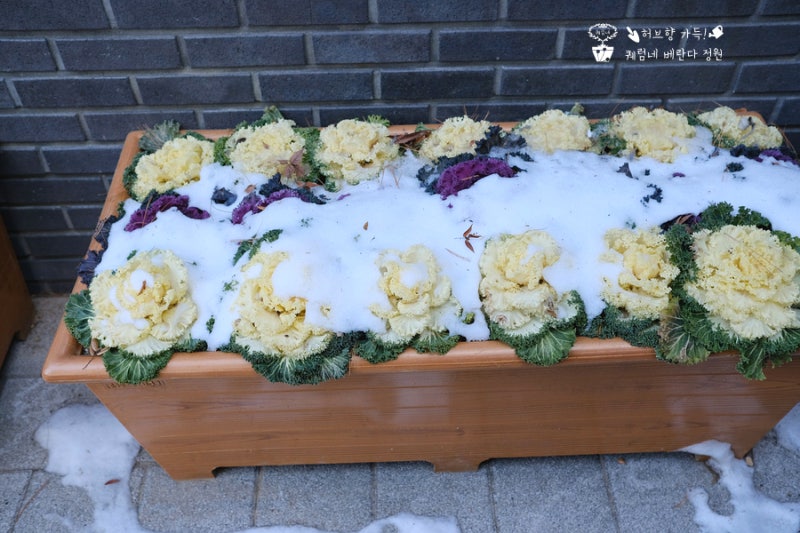 홈가드닝꽃양배추 모종 키우기 재배 네이버 블로그