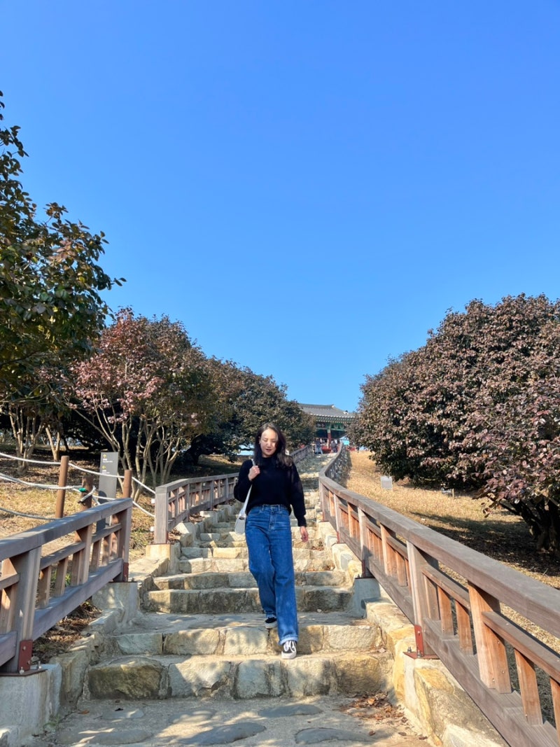 서천 겨울여행 마량리 동백나무숲동백 개화시기 입장료 네이버 블로그