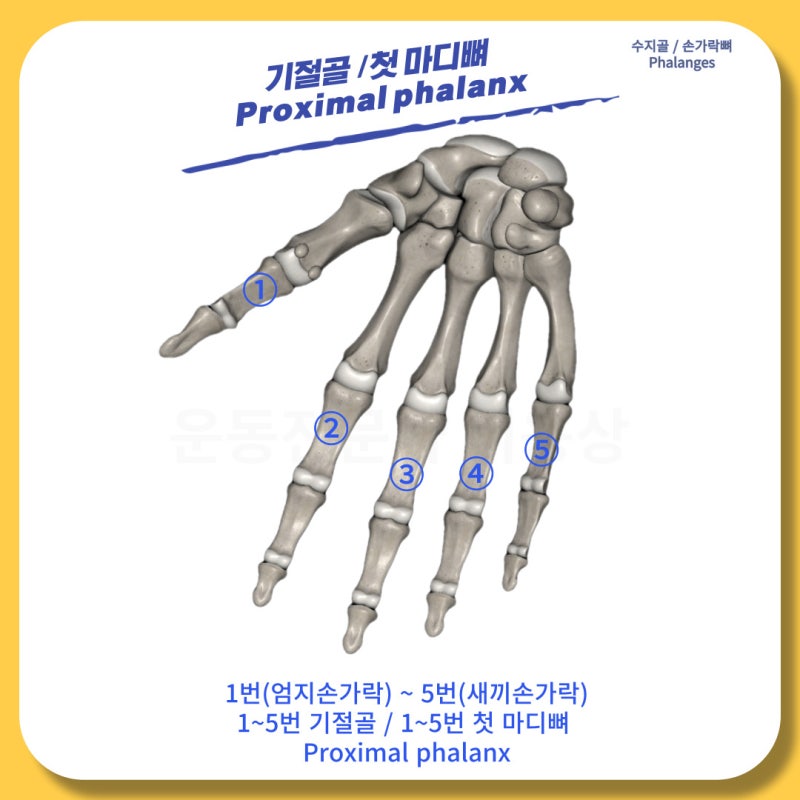 기능해부학기초골학 트레이너가 알려주는 손목wrist명칭 수근골손목뼈중수골손허리뼈수지골손가락뼈 한번에