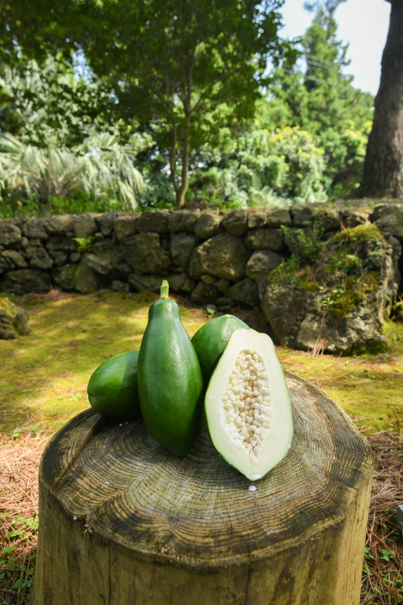 유진팡 제주도 바나나 파파야 열대과일 농장🌴 네이버 블로그