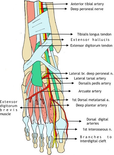[근육학] 발 통증을 유발하는 근육1 - 단지신근(EDB) / 단무지신근(EHB) : 네이버 블로그
