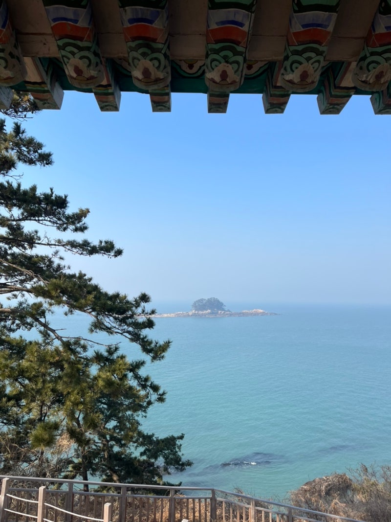 서천 겨울여행 마량리 동백나무숲동백 개화시기 입장료 네이버 블로그