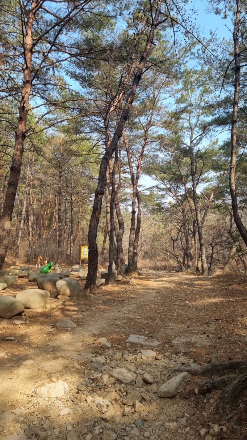 울산 가볼만한곳 산책하고 피크닉 하기 좋은 천마산 편백산림욕장 아이들을 위한 공간도 있어요만석골 저수지 네이버 블로그
