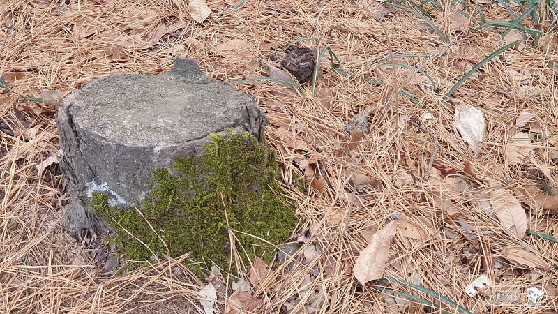 대전 유성구 명소 산책하기 좋은 곳 여유와 힐링을 느껴봐요 은구비공원 And 두루봉 공원 네이버 블로그