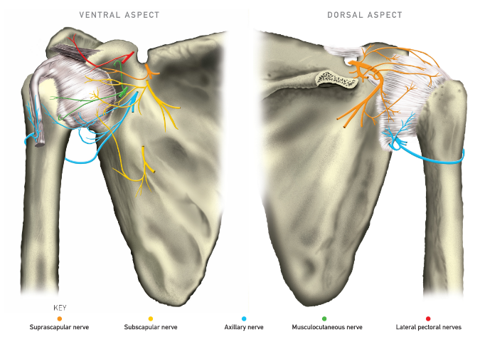 Suprascapular nerve block(어깨 신경주사)에 대하여 : 주행경로, 초음파 하 신경차단술. : 네이버 블로그