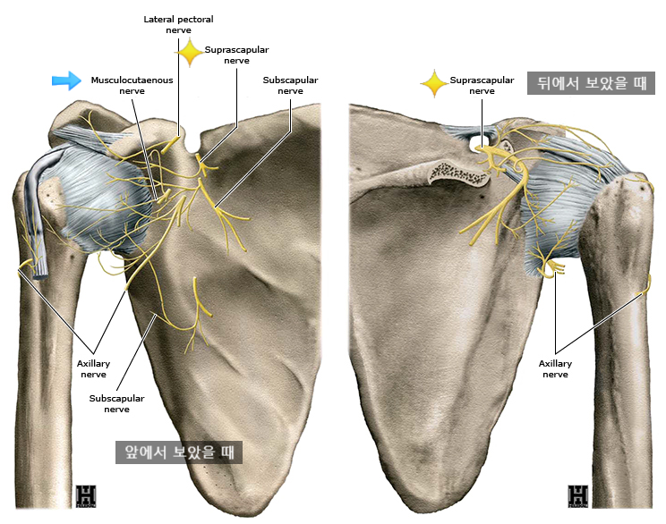 Suprascapular nerve block(어깨 신경주사)에 대하여 : 주행경로, 초음파 하 신경차단술. : 네이버 블로그