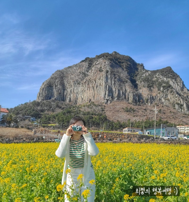 제주도 2월 제주 여행 가볼만한 곳 제주 유채꽃 명소 산방산 유채꽃밭 위치 및 개화 상황 네이버 블로그