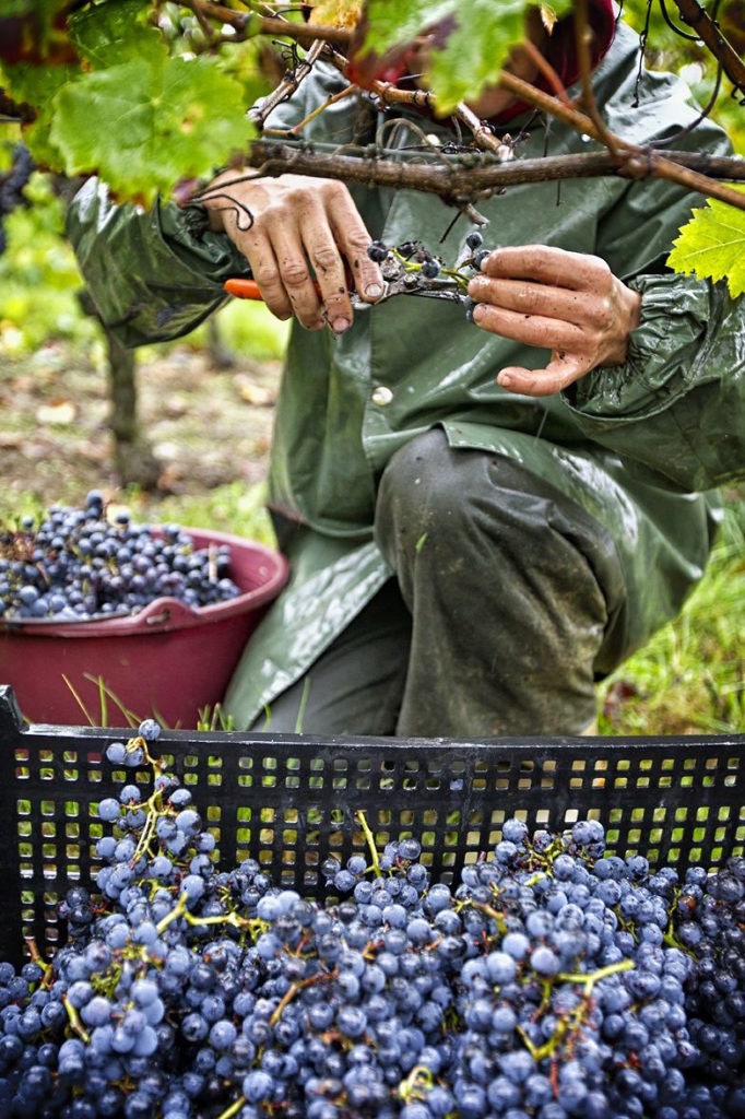 [까프만 가능] Anne Claude Leflaive Clau de Nell Cabernet Franc/Cuvee ...