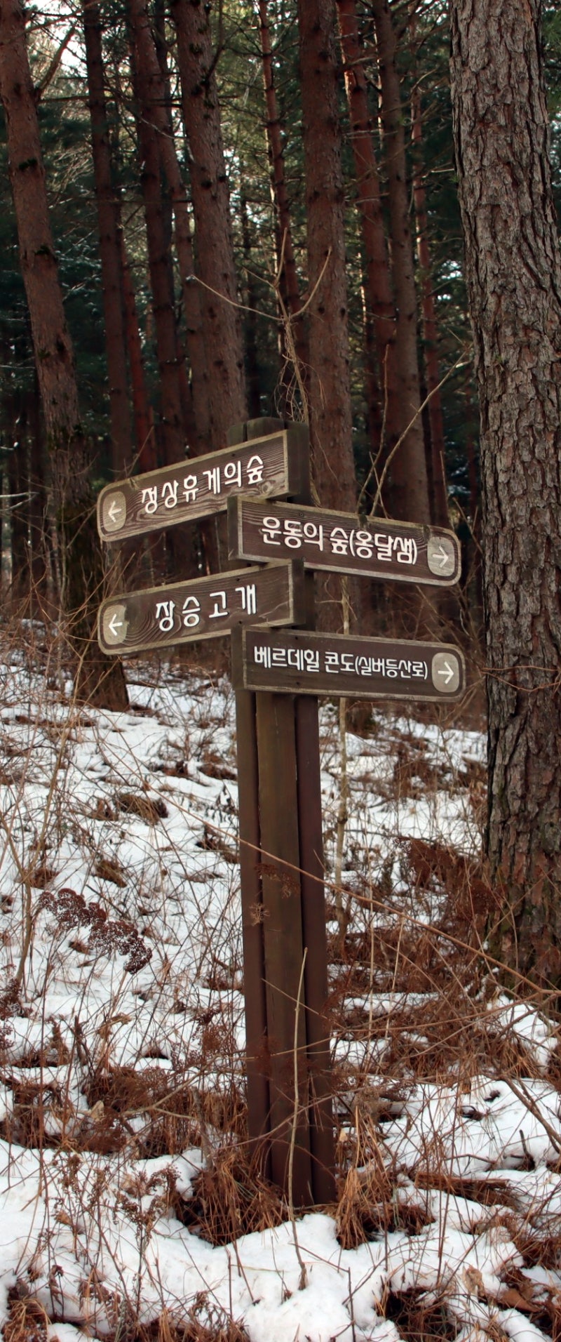 평창 발왕산 케이블카를 타지 않고 오르는 발왕산 평화봉 산행등산코스 네이버 블로그