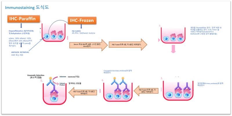 [IHC] Immunohistochemistry(면역조직화학) 및 항체 : 네이버 블로그