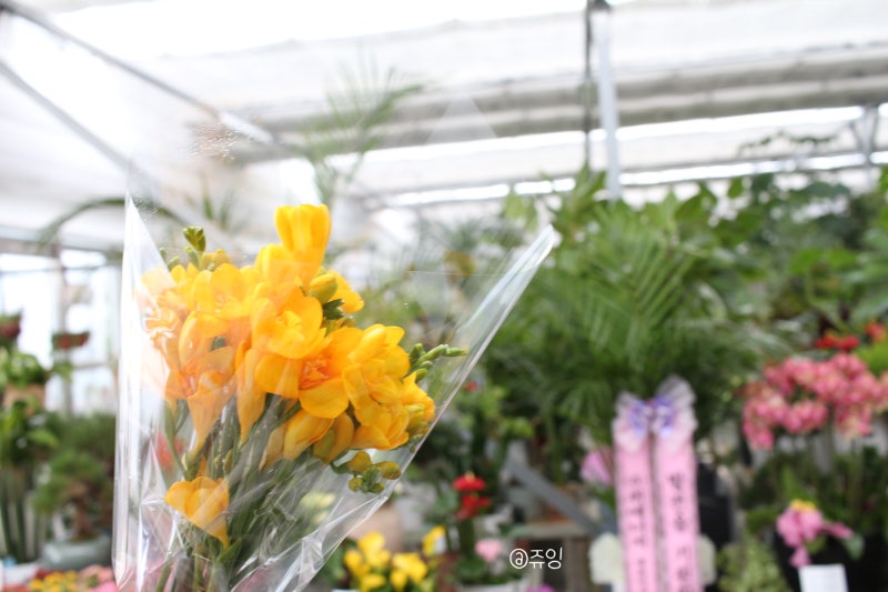 전주 꽃집 화분 선물하기 좋은 식물이 가득한 꽃집 네이버 블로그