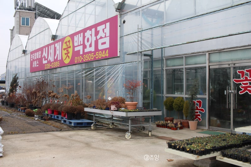 전주 꽃집 화분 선물하기 좋은 식물이 가득한 꽃집 네이버 블로그