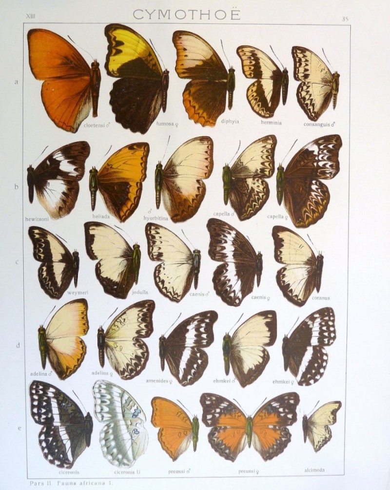 🦋 genus Cymothoe (gliders) : 네이버 블로그