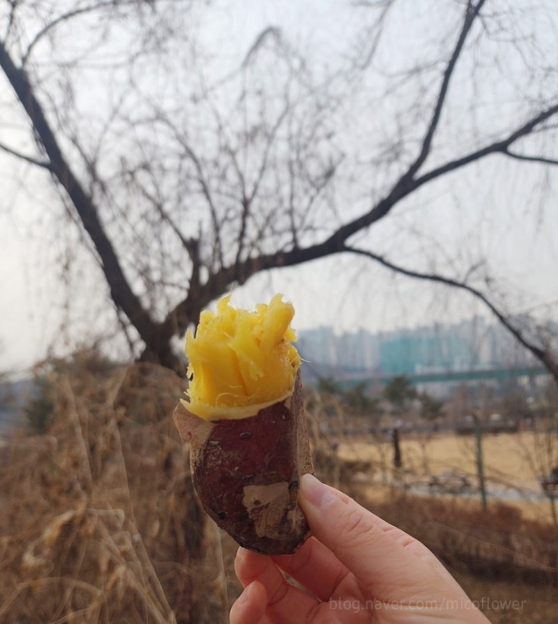 용인 기흥호수공원 둘레길 한바퀴 산책 네이버 블로그