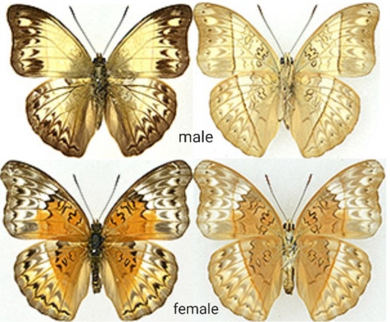 🦋 genus Cymothoe (gliders) : 네이버 블로그