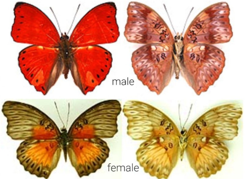 🦋 genus Cymothoe (gliders) : 네이버 블로그