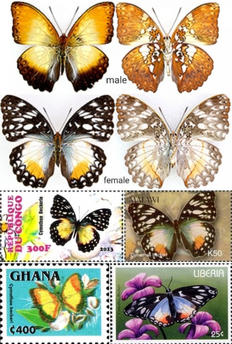 🦋 genus Cymothoe (gliders) : 네이버 블로그