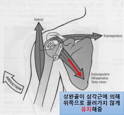 어깨 통증의 원인 극하근 통증 및 스트레칭 And 마사지근력운동 방법 네이버 블로그