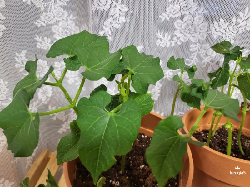 강낭콩 기르기 키우기 물주기 지지대 만들기 네이버 블로그