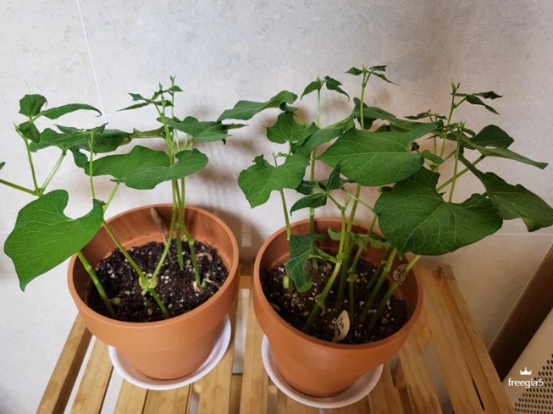 강낭콩 기르기 키우기 물주기 지지대 만들기 네이버 블로그