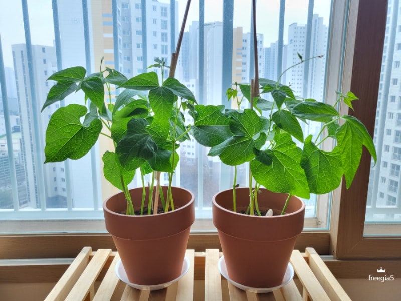 강낭콩 기르기 키우기 물주기 지지대 만들기 네이버 블로그