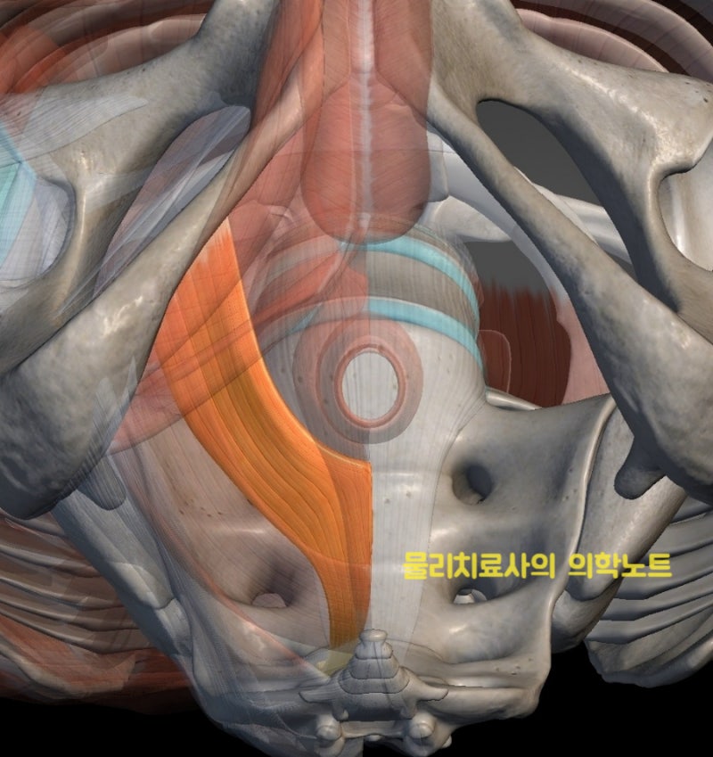 [코어근육, Core] 골반기저근(Pelvic floor muscle) : 치골미골근, 장미골근, 좌골미골근 : 네이버 블로그