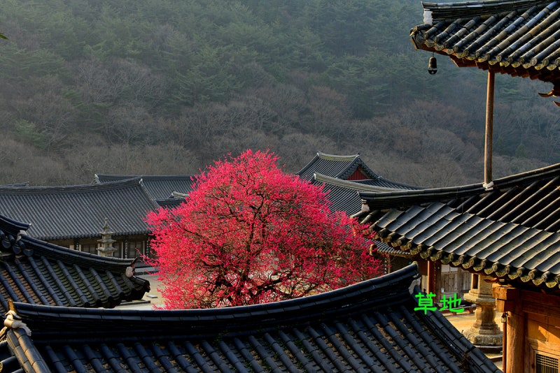 죽기전에 가봐야 할 3대 매화여행지 화엄사 홍매화 선암사 선암매 백양사 고불매 네이버 블로그