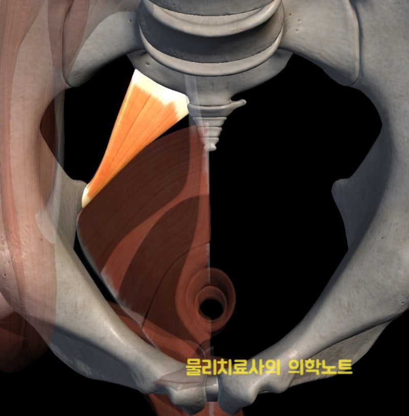[코어근육, Core] 골반기저근(Pelvic floor muscle) : 치골미골근, 장미골근, 좌골미골근 : 네이버 블로그