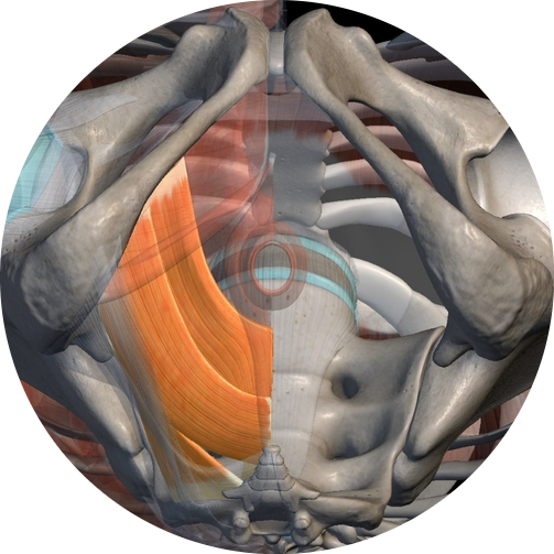 [코어근육, Core] 골반기저근(Pelvic floor muscle) : 치골미골근, 장미골근, 좌골미골근 : 네이버 블로그