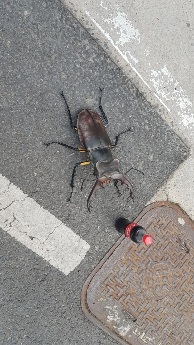 걍사슴벌레 조형물 : 네이버 블로그