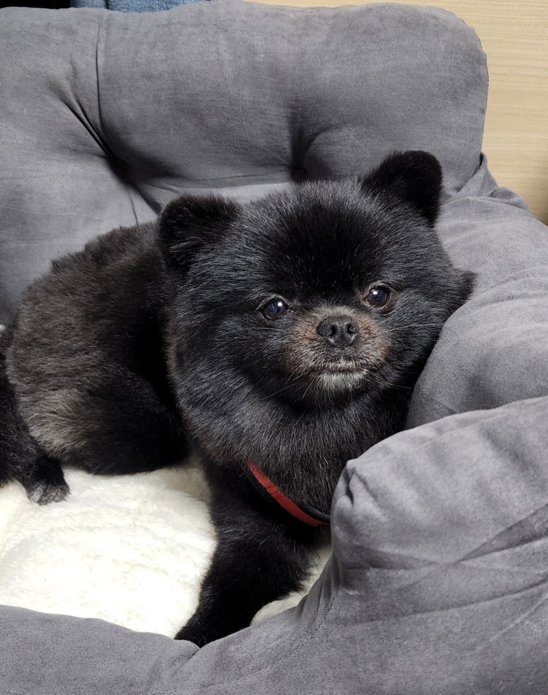 포메 종류 블랙탄 크림 및 세이블 포메라니안 모색별 차이점 네이버 블로그