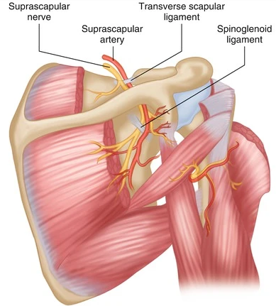 Suprascapular nerve block(어깨 신경주사)에 대하여 : 주행경로, 초음파 하 신경차단술. : 네이버 블로그