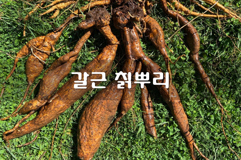 갈근탕 경방 익수 종합감기약 몸살감기약 초기감기 근육통 효능 효과 복용법 부작용 약국 가격 네이버 블로그