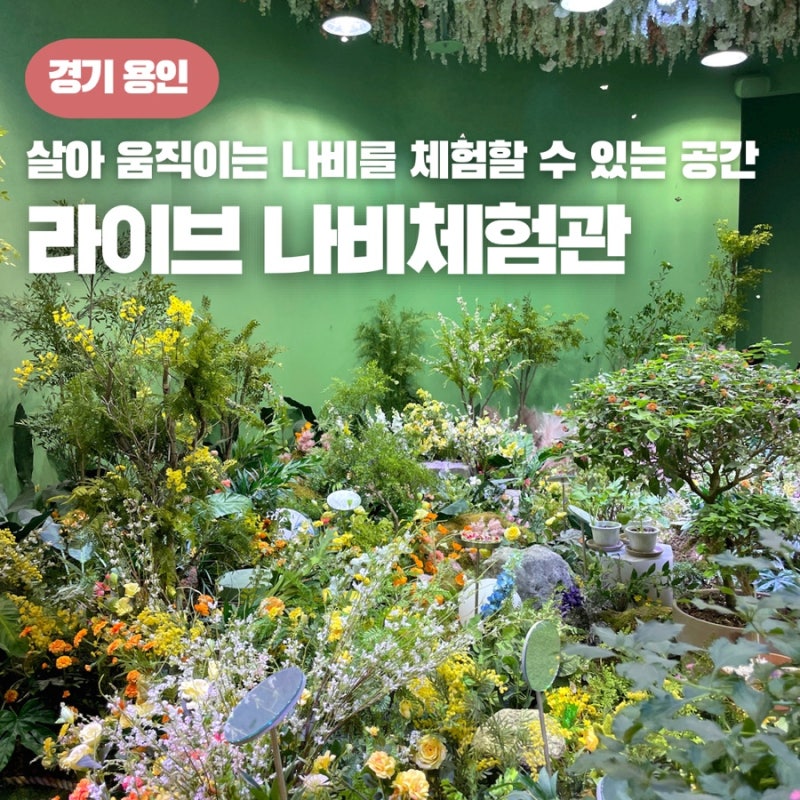 용인 아기랑갈만한곳 에버랜드 라이브 나비체험관~5월31일 네이버 블로그