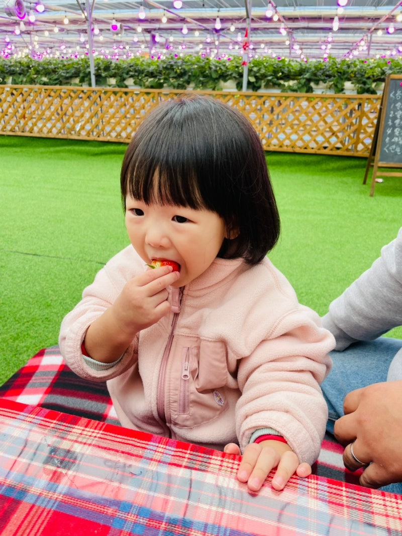 남양주딸기체험 수향딸기농원 네이버 블로그
