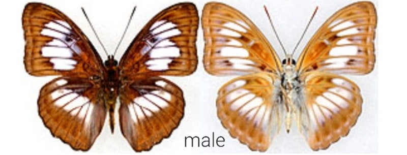 🦋 genus Athyma : 네이버 블로그