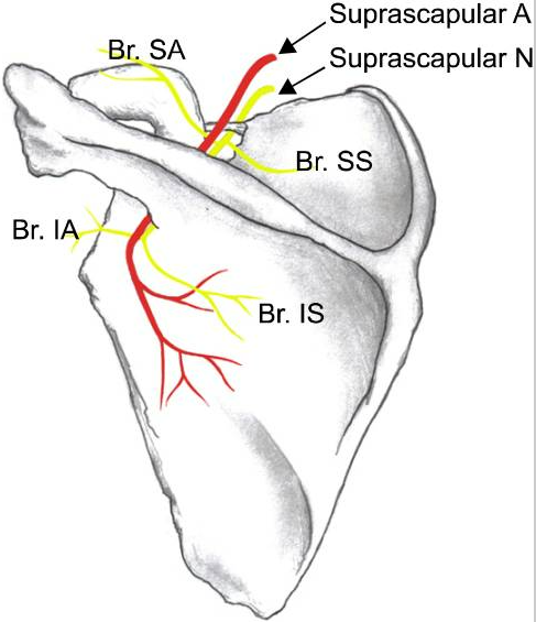 Suprascapular nerve block(어깨 신경주사)에 대하여 : 주행경로, 초음파 하 신경차단술. : 네이버 블로그