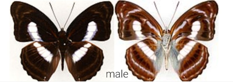 🦋 genus Athyma : 네이버 블로그